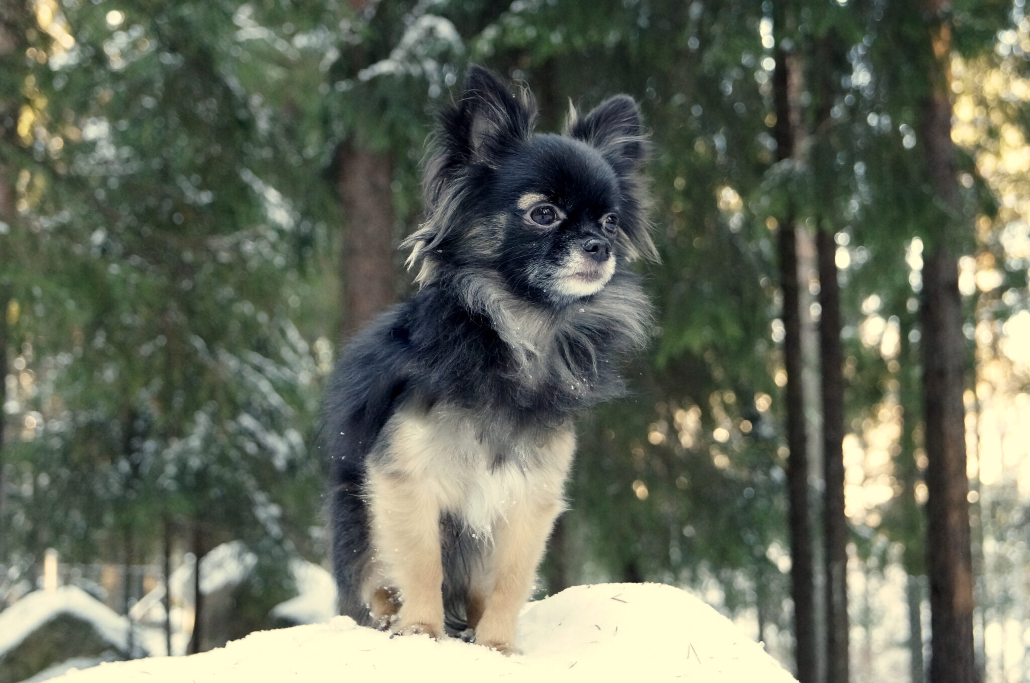 Chihuahua - Onko tämä pieni söpöläinen sinun valintasi?