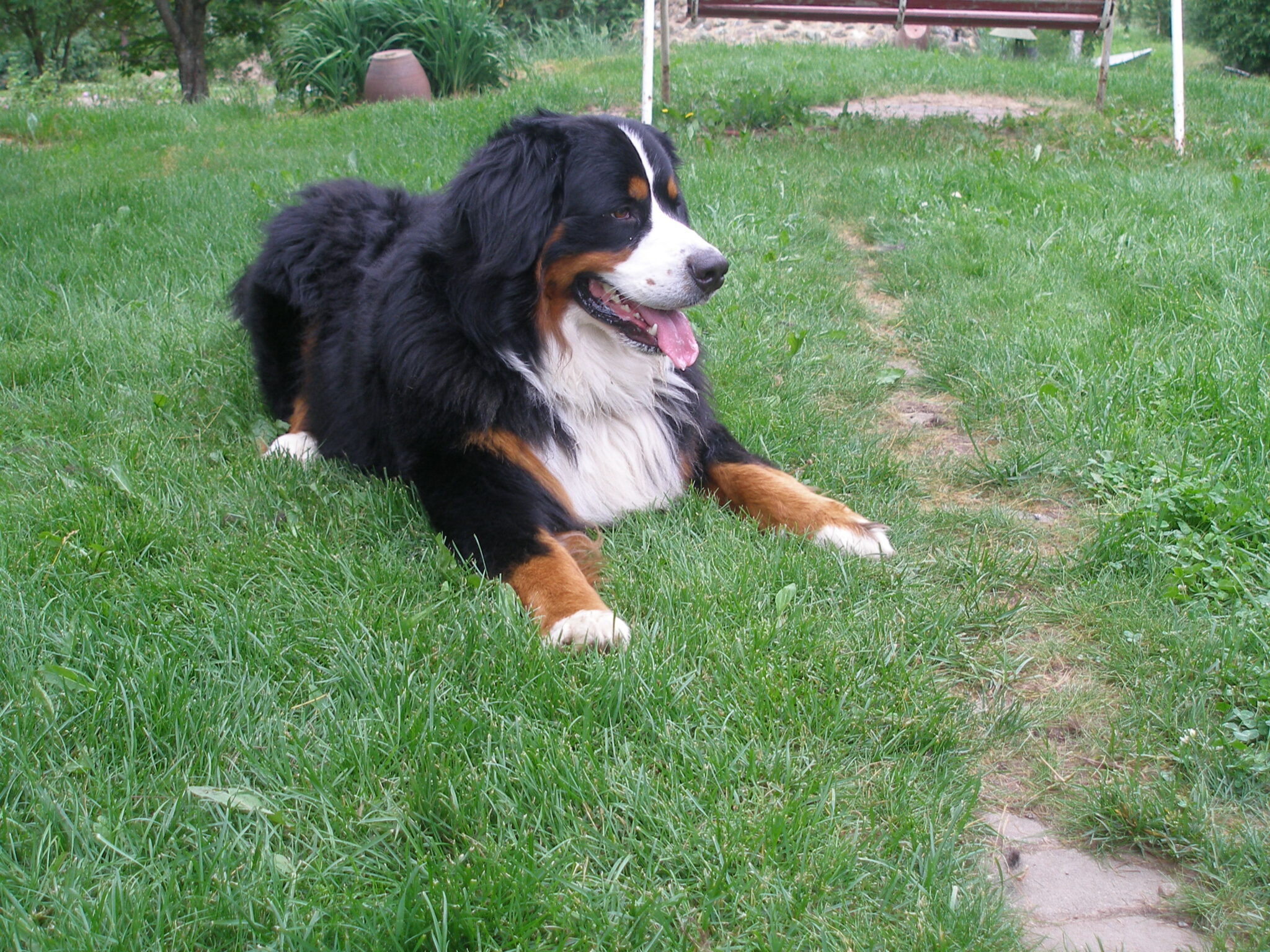 Berninpaimenkoira ABC - Laaja rotuopas 2025 - MUSH