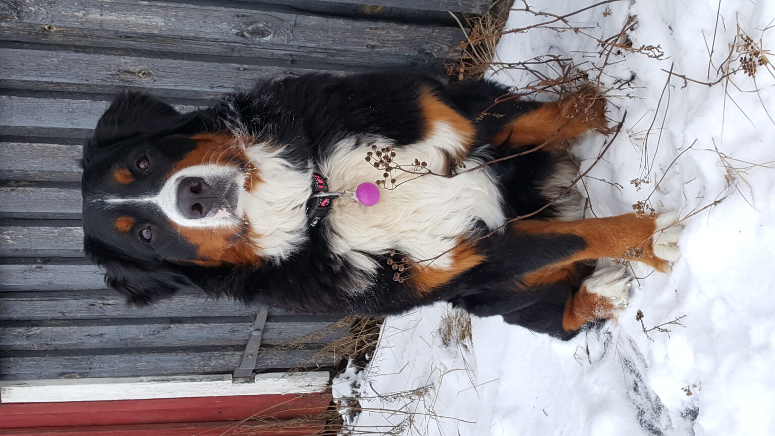 Berninpaimenkoira ABC - Laaja rotuopas 2025 - MUSH