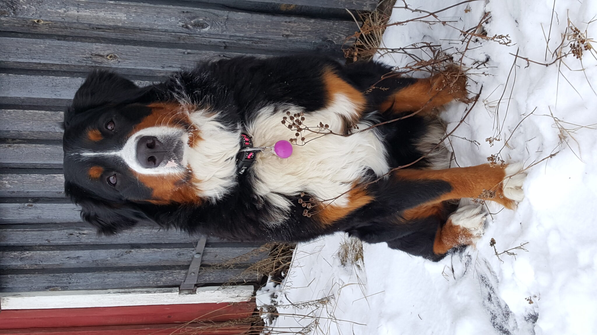 Berninpaimenkoira ABC - Laaja rotuopas 2025 - MUSH