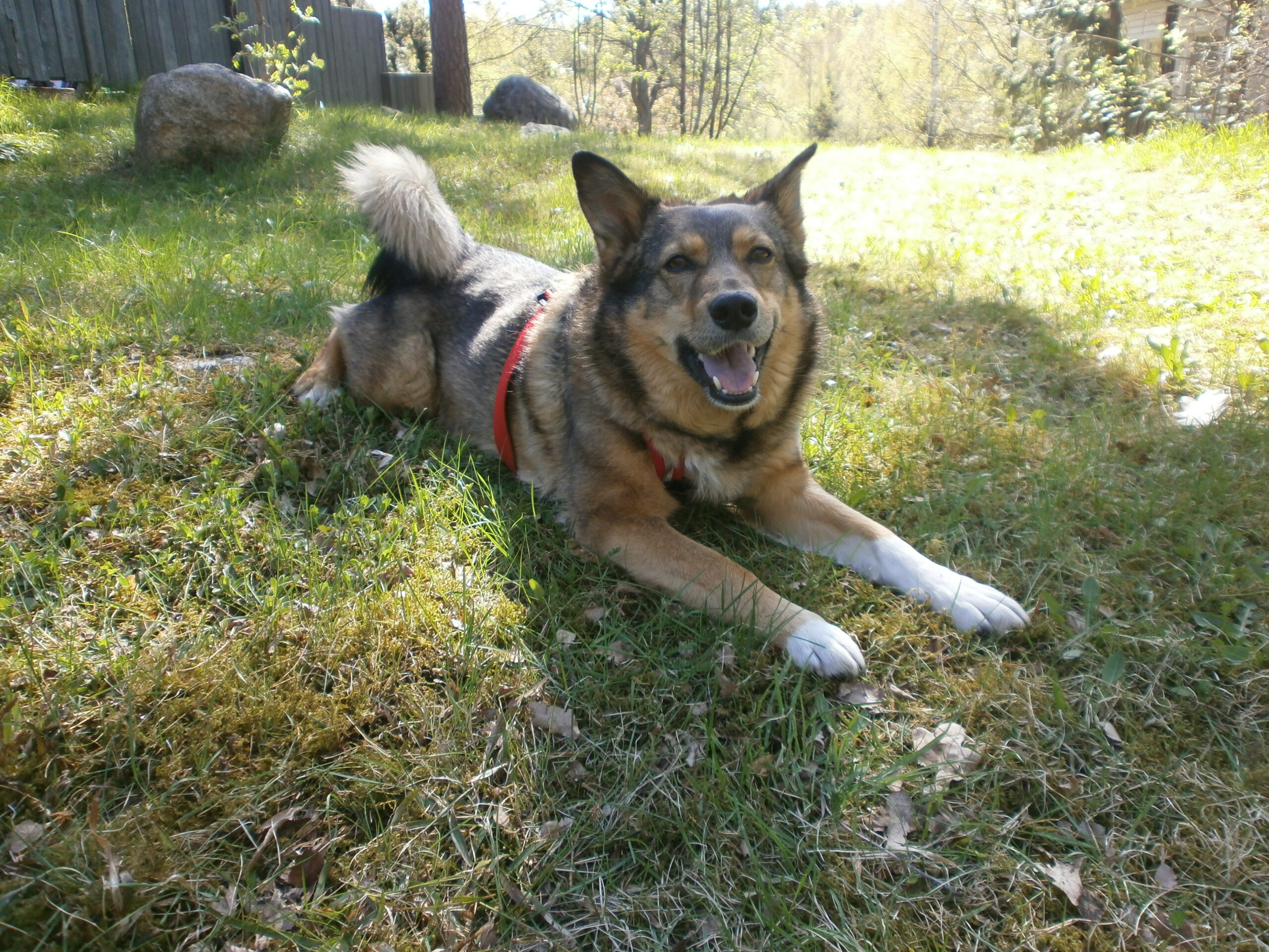 Koira - Sekarotuinen koira