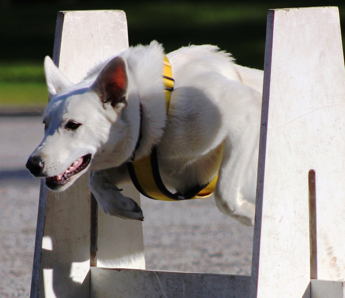 Koira - Valkoinenpaimenkoira Marja