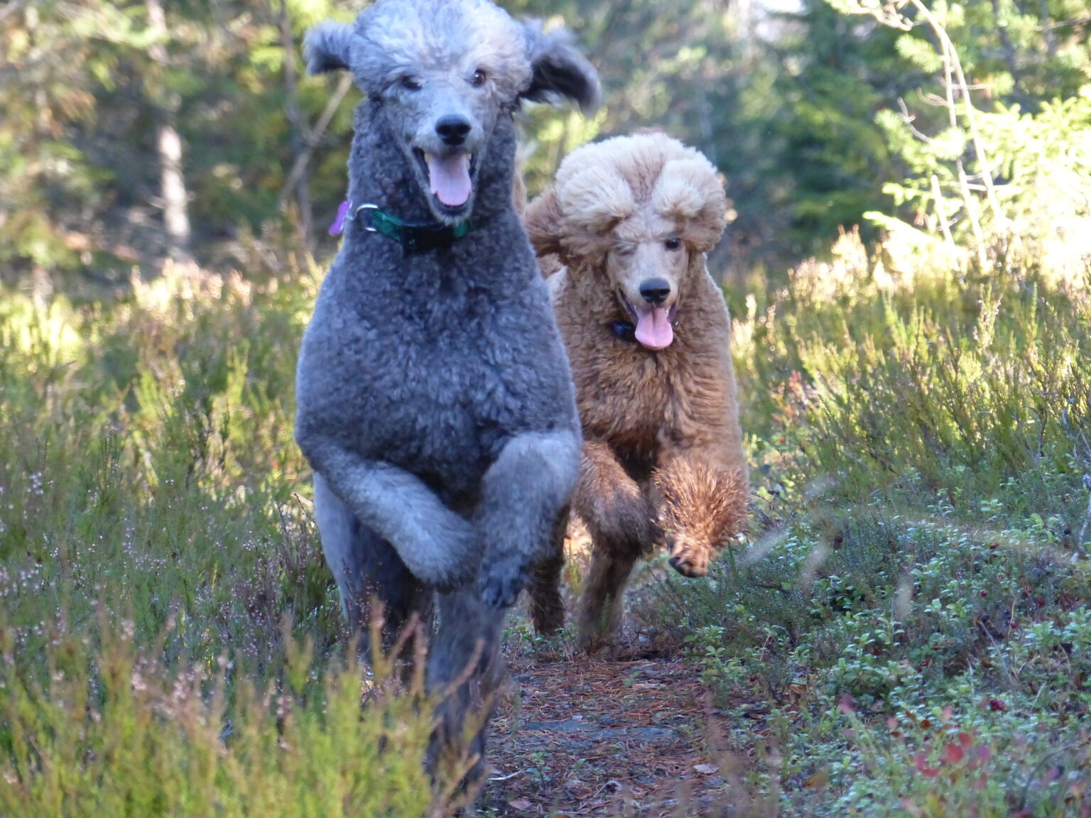 Villakoira - Rotuopas 2025 - Älykkään kiharakaverin ABC