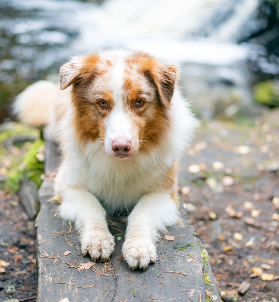 Australianpaimenkoira - kaikki mitä haluat tietää rodusta