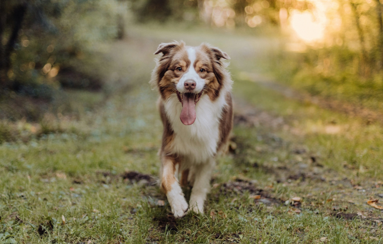 Australianpaimenkoira - kaikki mitä haluat tietää rodusta