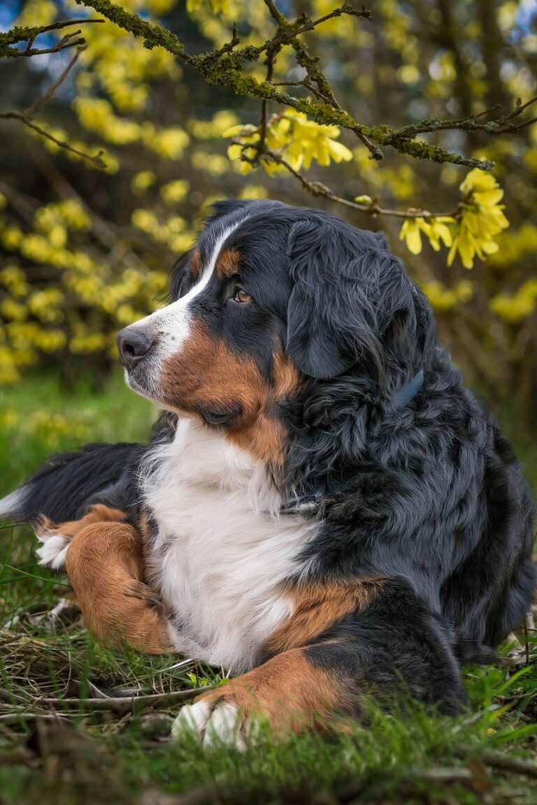 Berninpaimenkoira ABC - Laaja rotuopas 2025 - MUSH